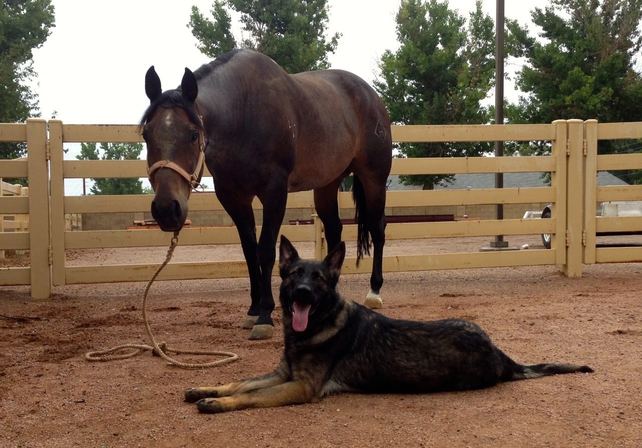 Fado - Protection Dogs Plus