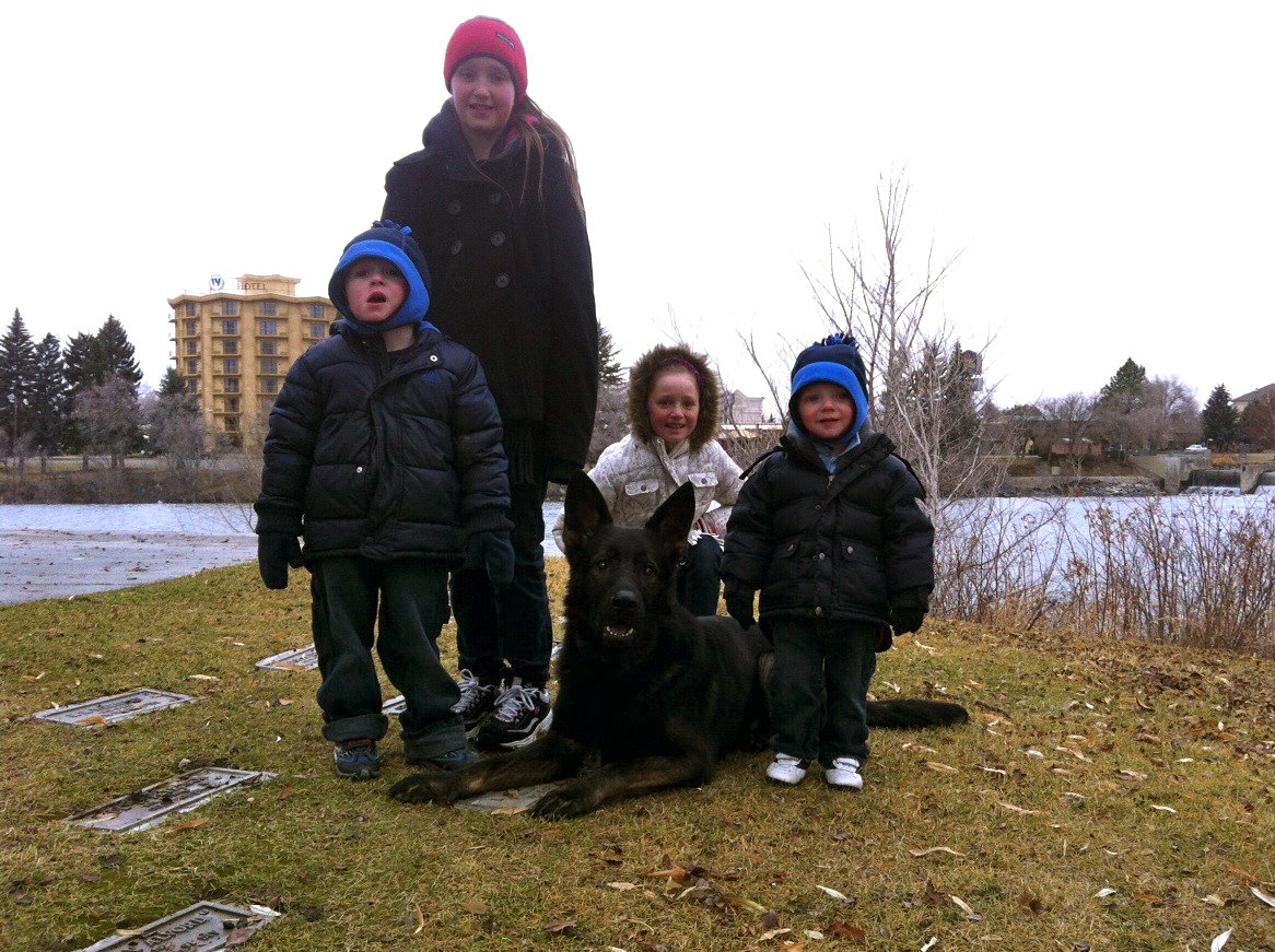 Hans - Protection Dogs Plus