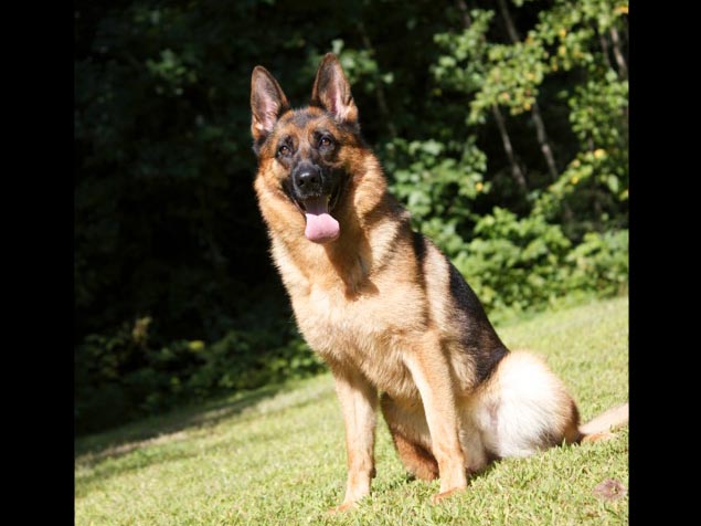 Alma - Protection Dogs Plus