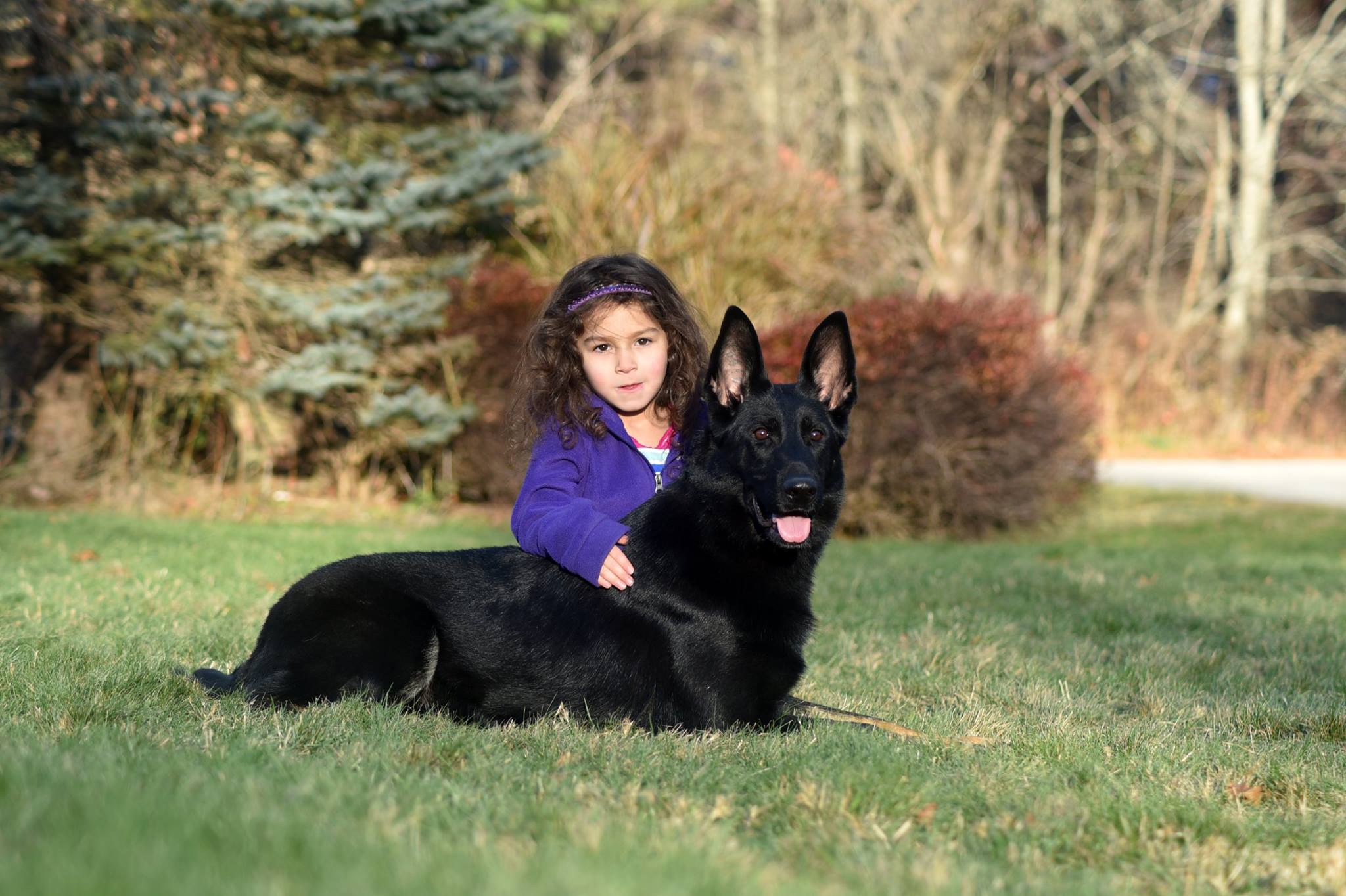 Freya - Protection Dogs Plus