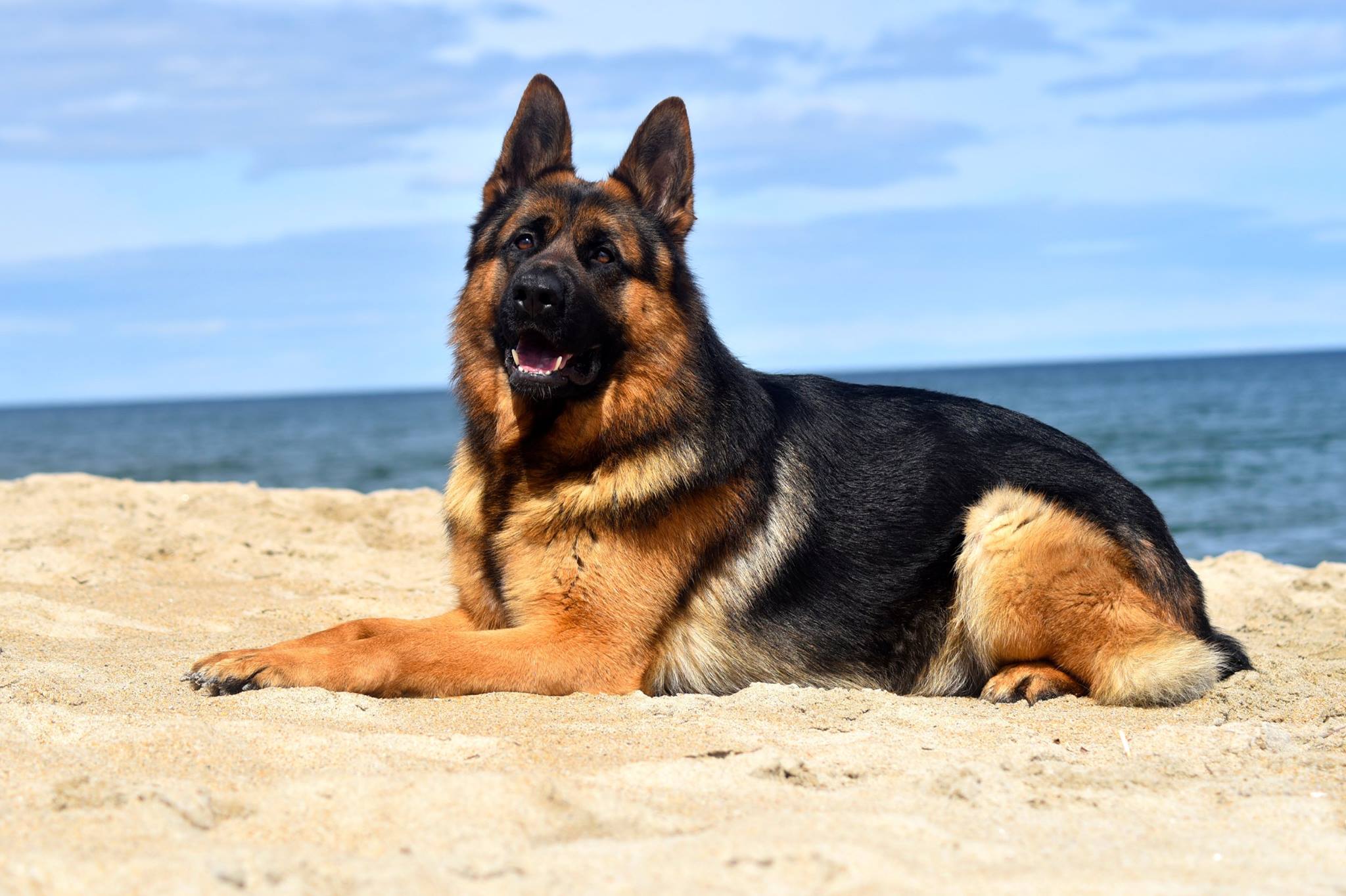 Fordon - Protection Dogs Plus