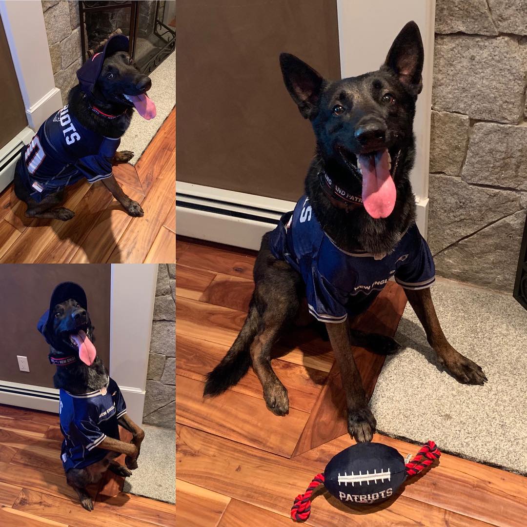 Nitro - Protection Dogs Plus