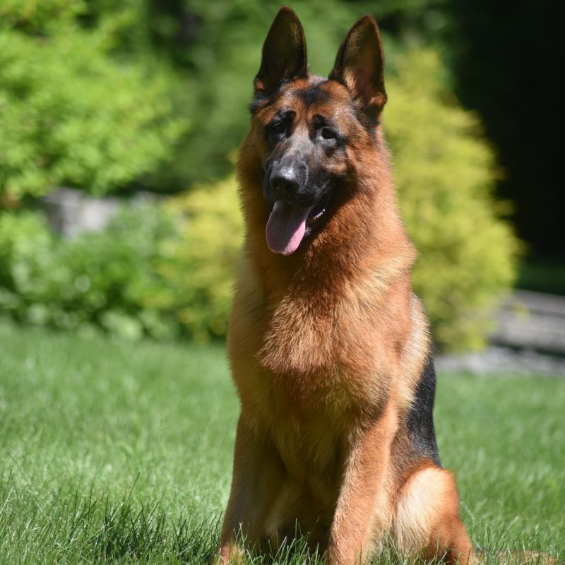 Iron - Protection Dogs Plus