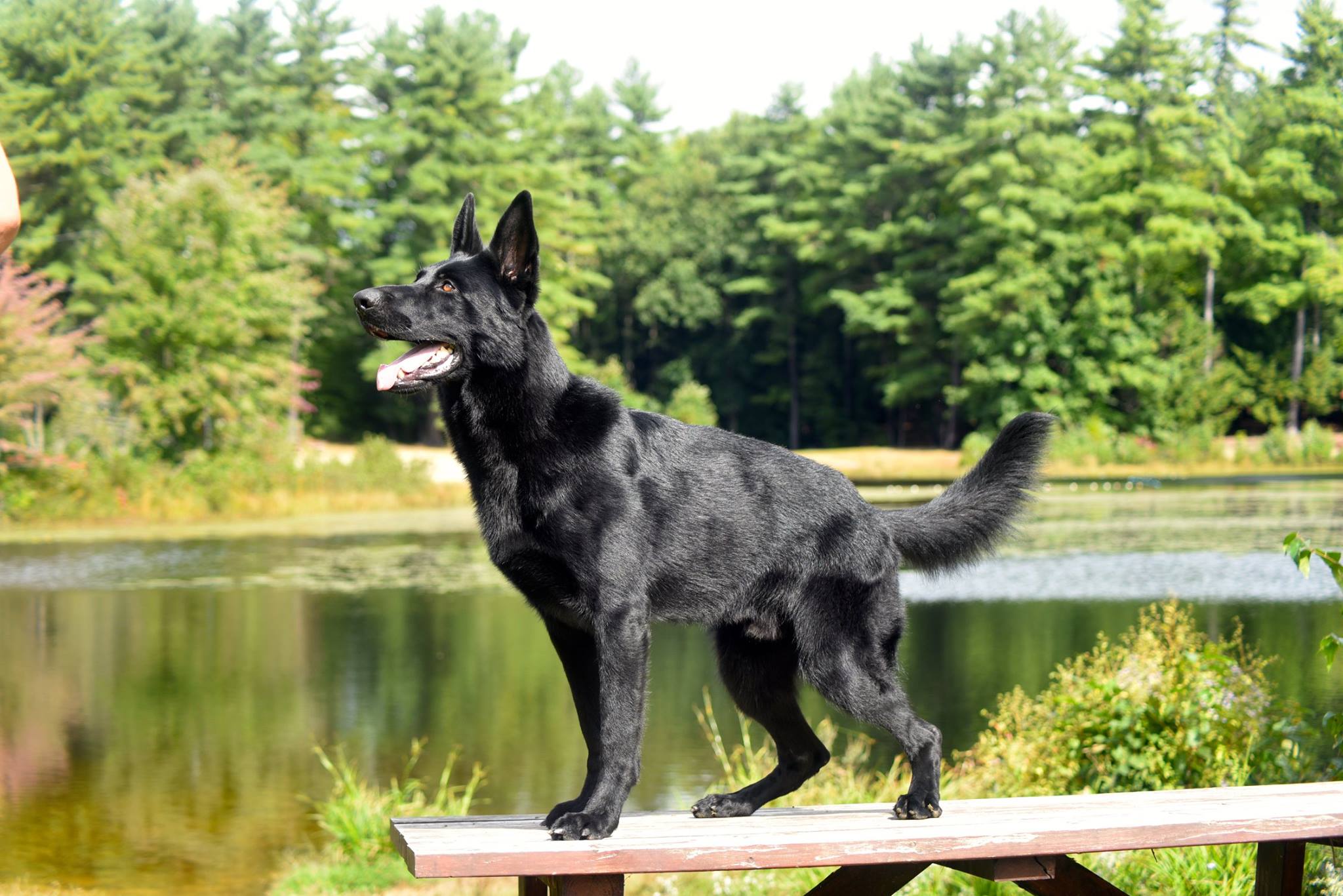 Zorro - Protection Dogs Plus