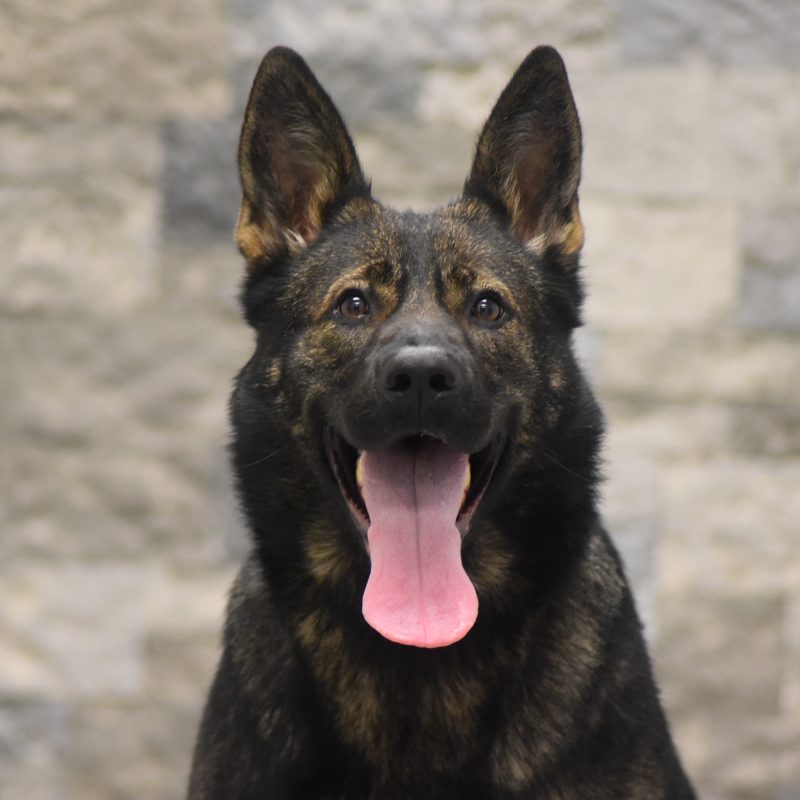 Coba - Protection Dogs Plus