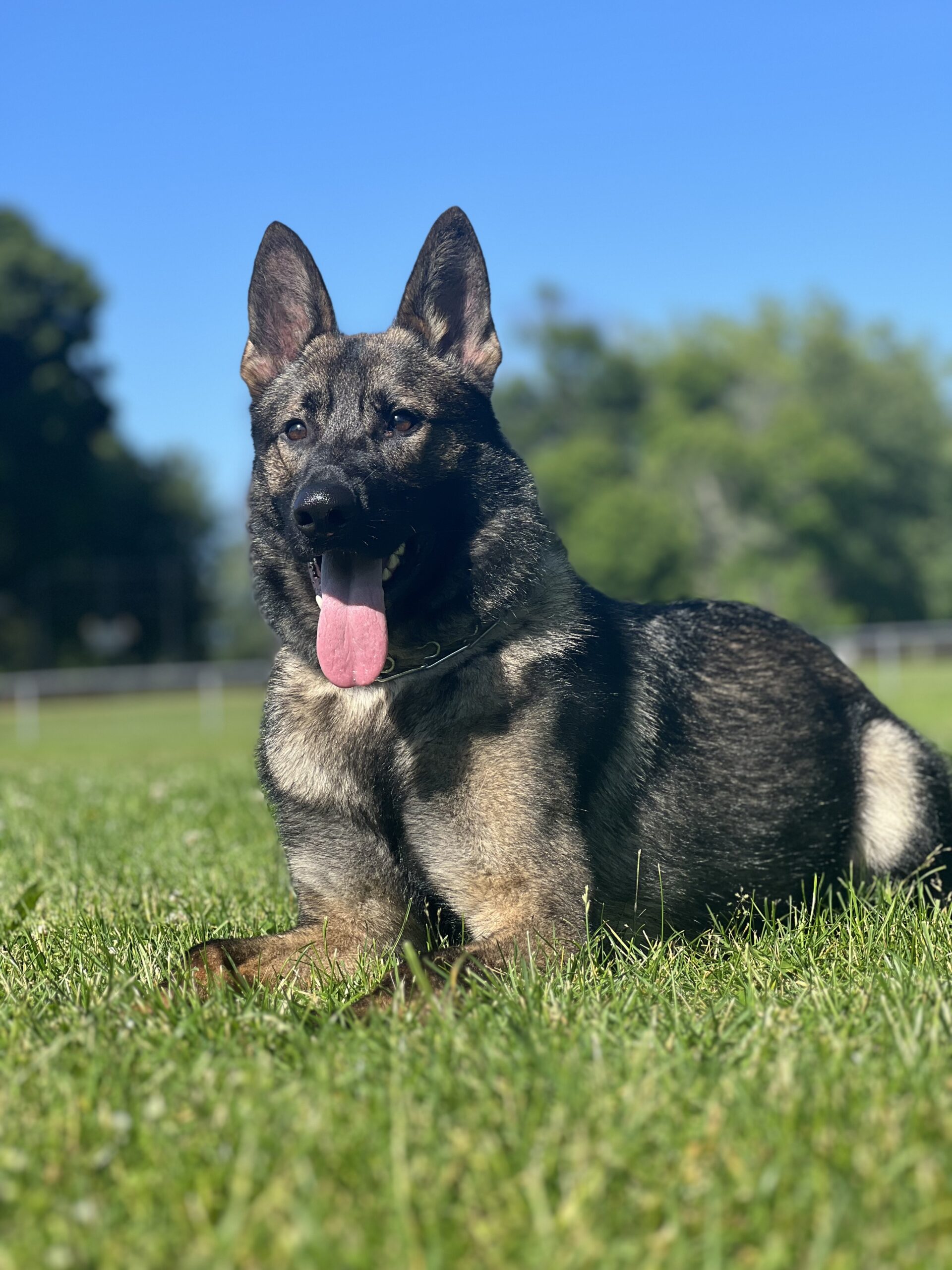 Bruno - Protection Dogs Plus