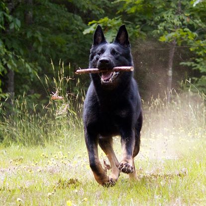 Frenzy - Protection Dogs Plus