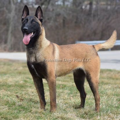 Zena - Protection Dogs Plus