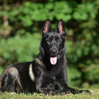 Boss - Protection Dogs Plus