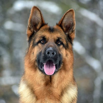 Jager - Protection Dogs Plus